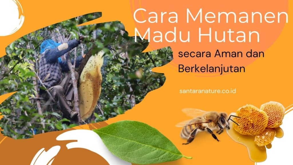 Cara Memanen Madu Hutan secara Aman dan Berkelanjutan - santaranature.co.id