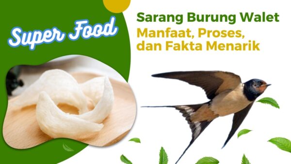 Sarang Burung Walet Manfaat, Proses, dan Fakta Menarik - santaranature ...