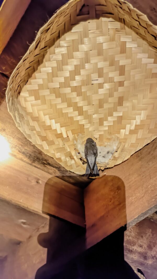 Sarang Burung Walet di Indonesia: Emas dari Langit Tropis ...